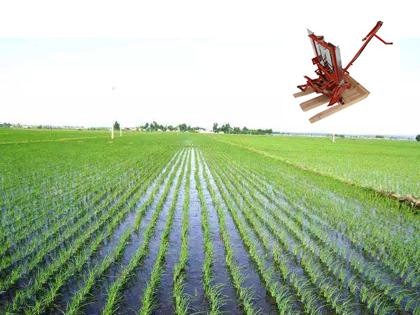 Best quality Operated Paddy Transplanter/paddy planter/rice planting ...